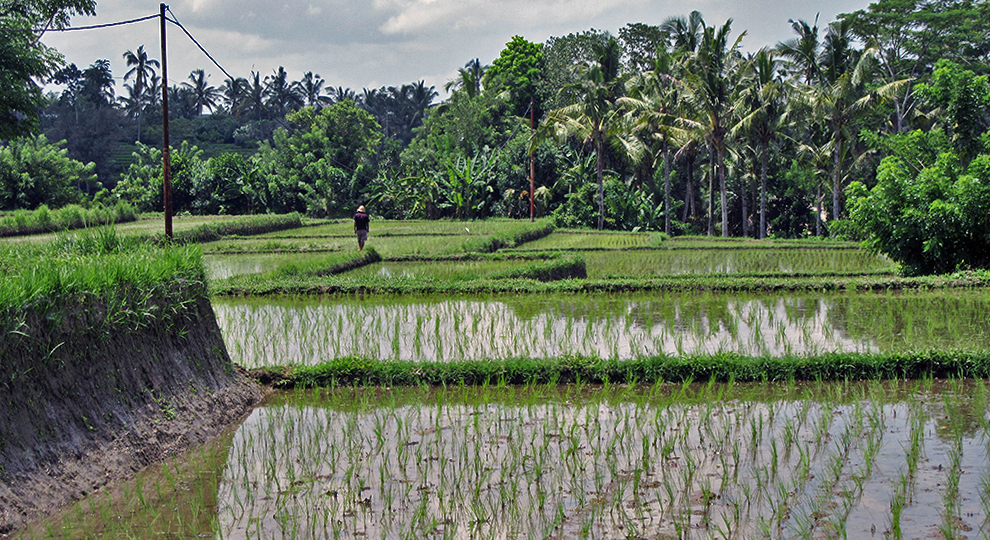 Carta a Bali: Me quedo con Ubud – La mochila infame